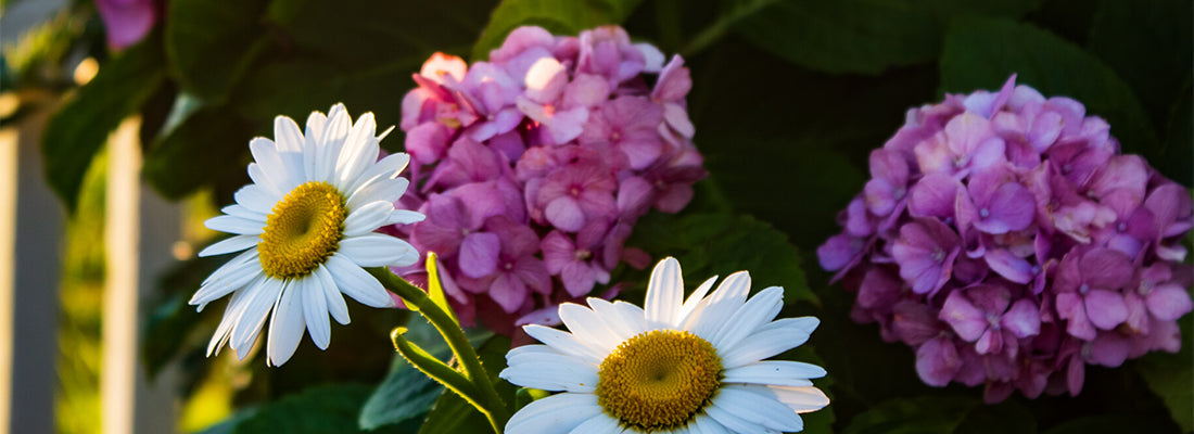 Jackite Bird Kites/Windsocks – Atlantic Wildfowl Heritage Museum
